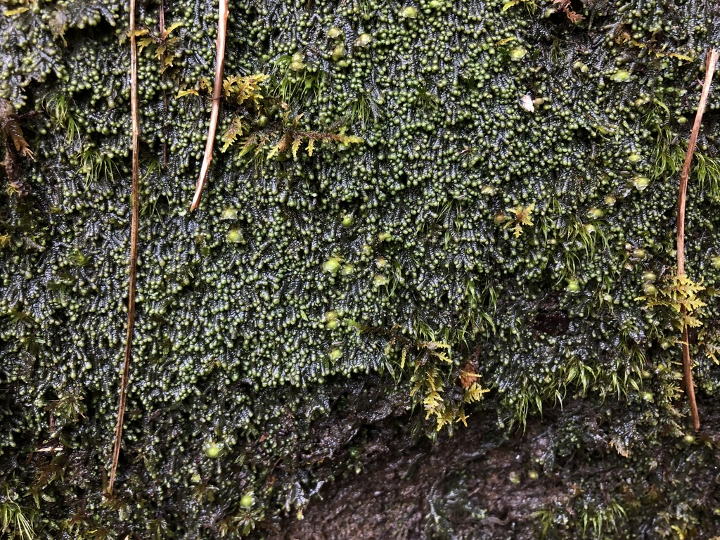 (Jubula pennsylvanica) - Botanical Realm