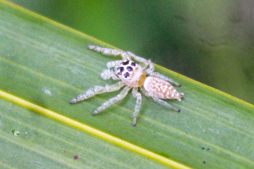 Cyclops Jumping Spider from Alexandra Headland QLD 4572, Australia on ...