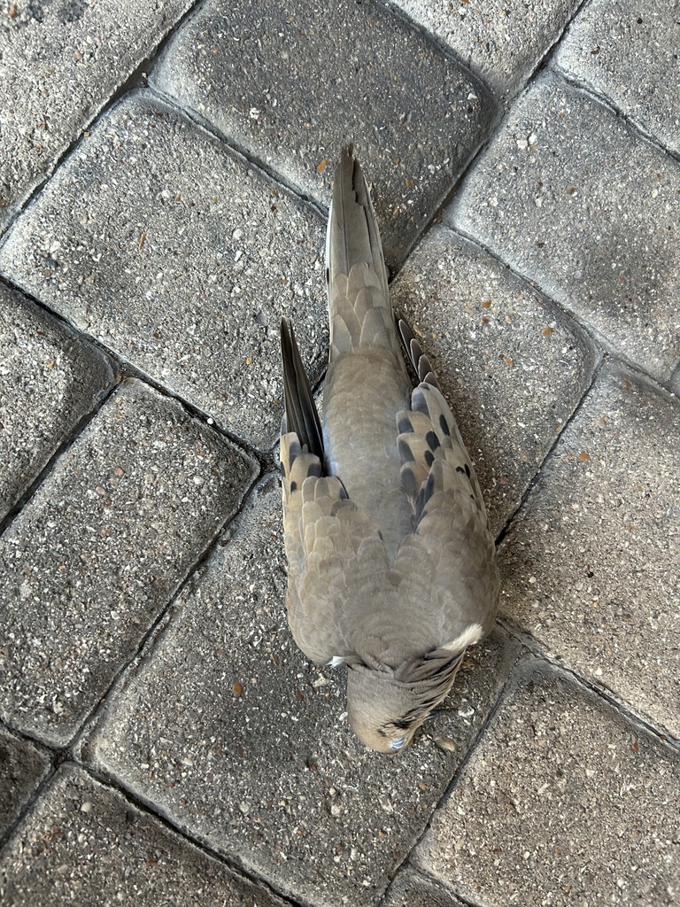 Mourning Dove from Main St, Fort Worth, TX, US on November 27, 2023 at ...