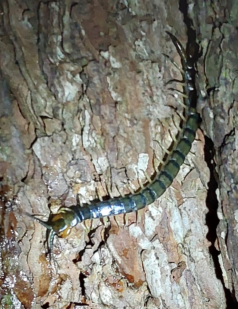 Eastern Bark Centipede from Wilson County, NC, USA on October 29, 2023 ...