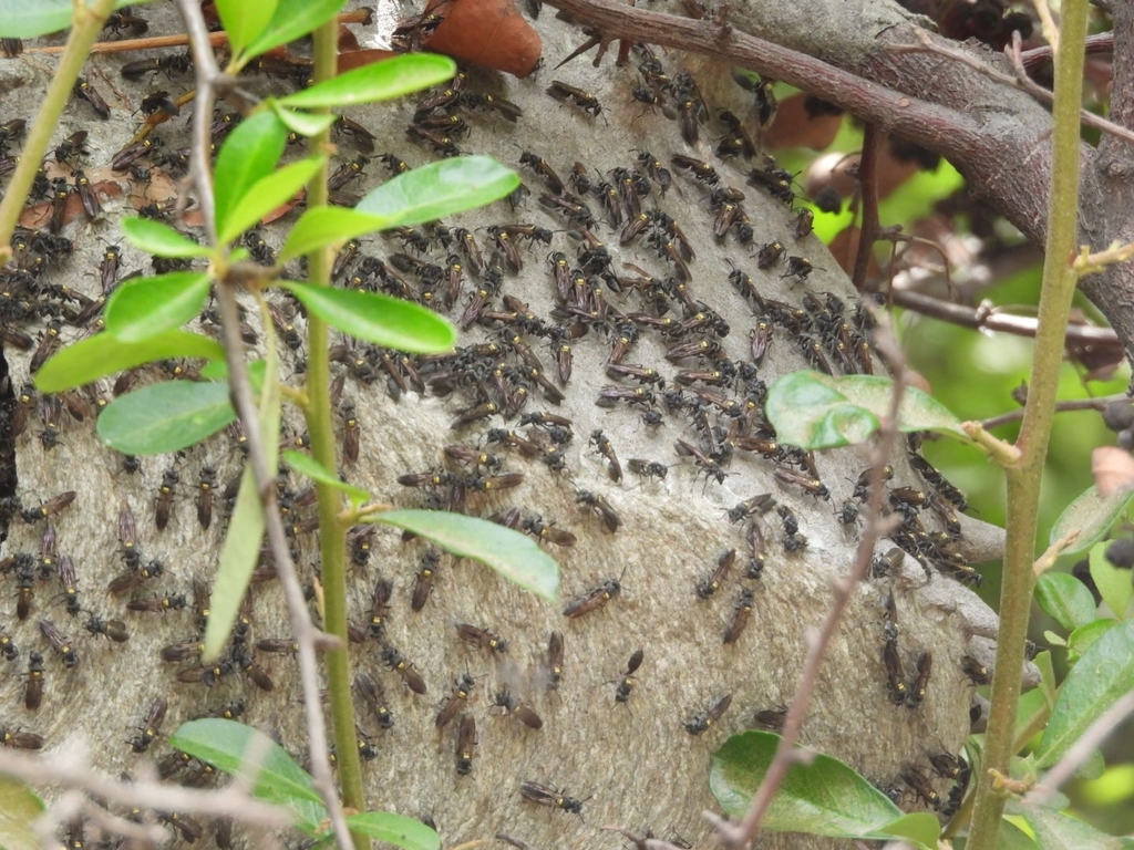 Camoati Wasp from Gral. Pico, La Pampa, Argentina on November 24, 2023 ...