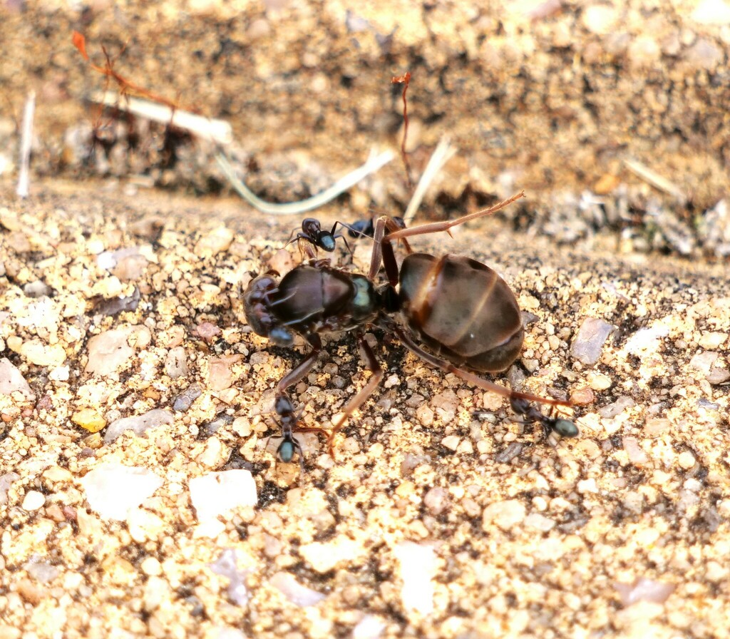 Southern Meat Ant from Strathalbyn SA 5255, Australia on November 25 ...