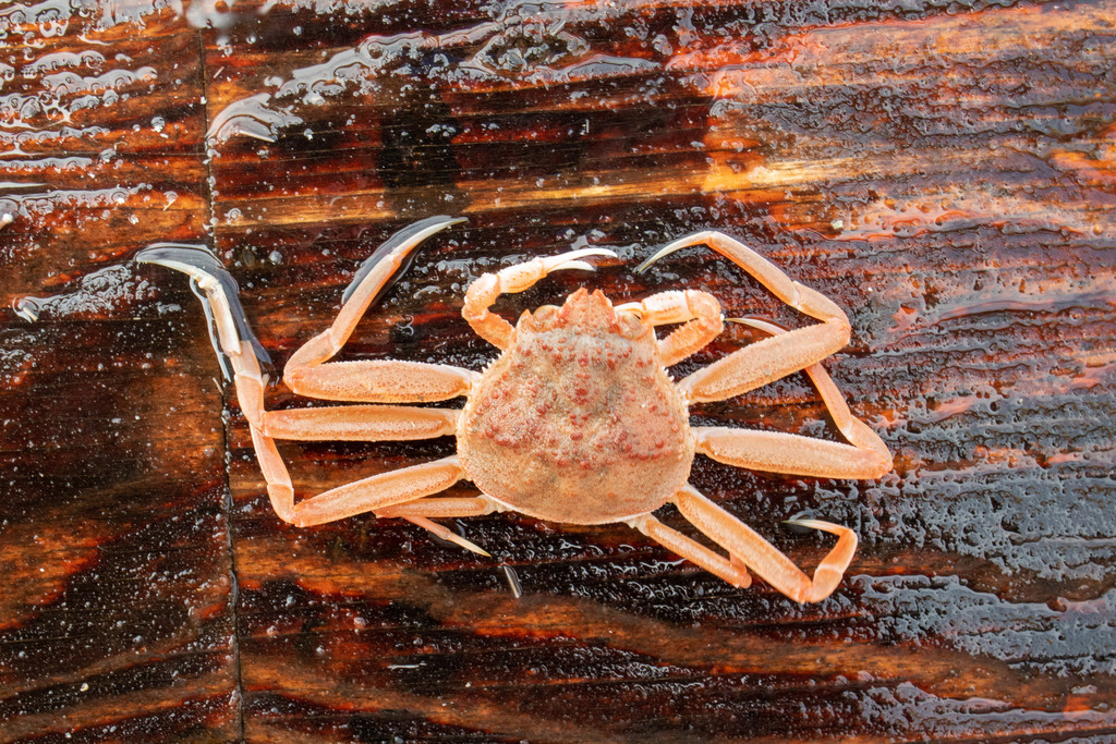 Snow Crab from Côte-Nord, QC, Canada on June 3, 2022 at 11:48 AM by ...