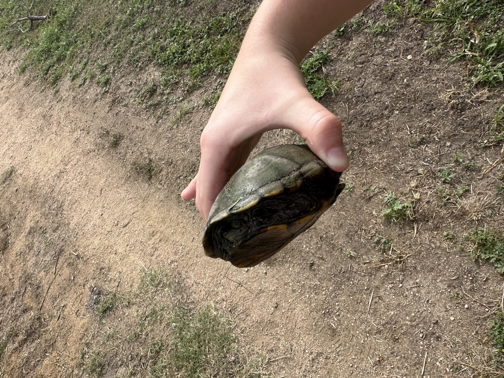 Yellow Mud Turtle from E Martin St, Three Rivers, TX, US on October 22 ...