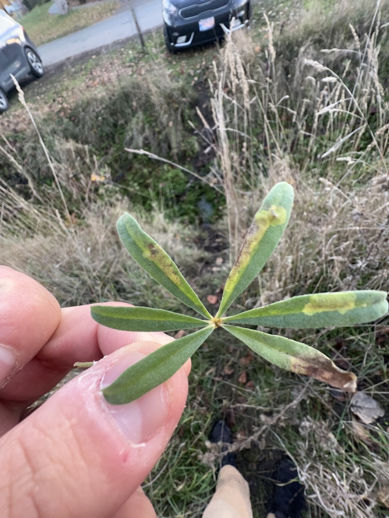 Winged and Once-winged Insects from Uplands Park, Oak Bay, BC, CA on ...
