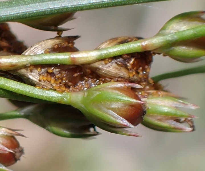 Forked Rush in November 2023 by Jo · iNaturalist