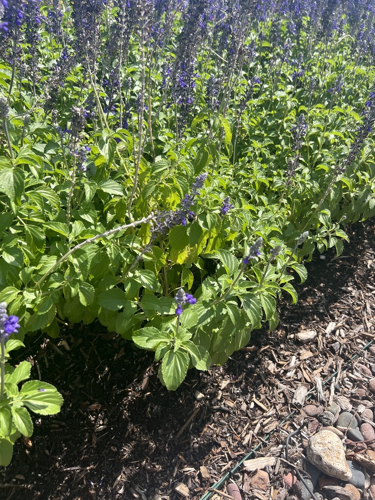 Common Eastern Bumble Bee from The University of Tulsa, Tulsa, OK, US ...