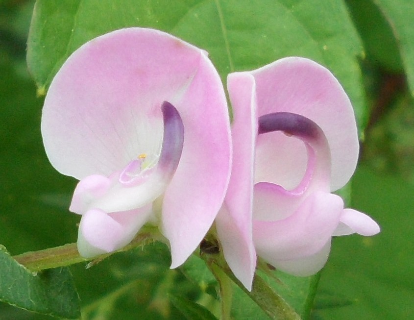 trailing fuzzy-bean from Pelham Bay Park-South Unit, Bronx, Bronx Co ...