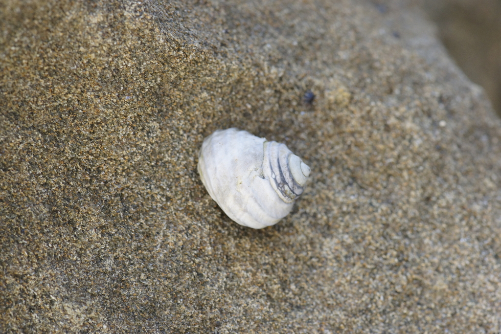 Southern ribbed top snail from Ocean Grove - Barwon Heads VIC ...
