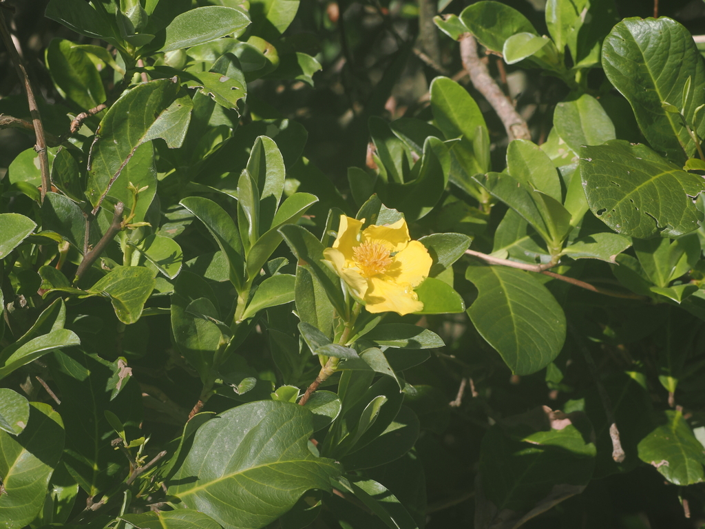 Climbing Guinea flower from Wilson's Headland Walk, Diggers Camp NSW 2462, Australia on November ...