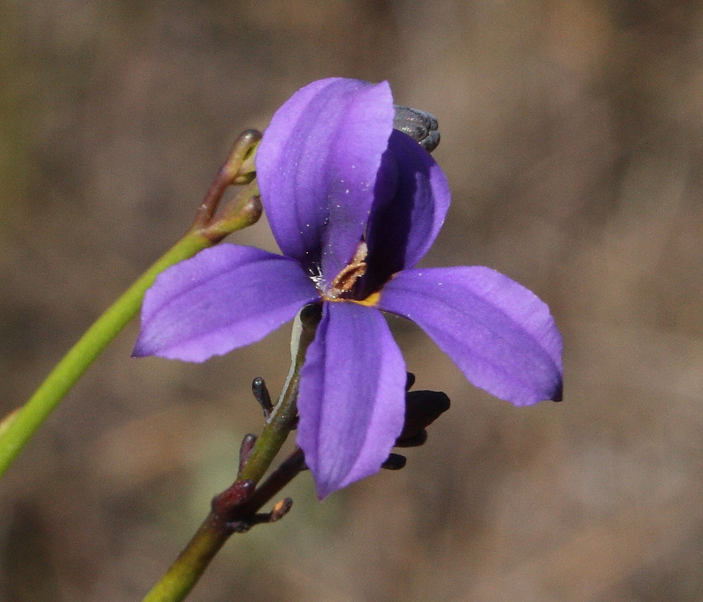 Goodenia pterygosperma from Kumarina WA 6642, Australia on October 29 ...