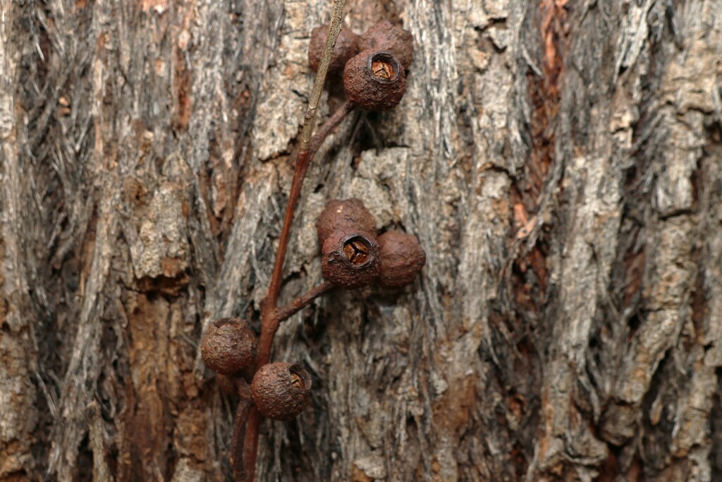 Bailey's Stringybark from Brisbane QLD, Australia on November 28, 2023 ...