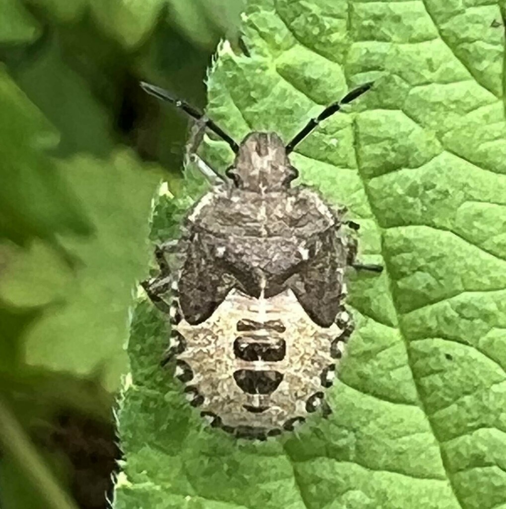Sloe Bug from Sangok-dong, Uijeongbu-si, Gyeonggi-do, South Korea on ...