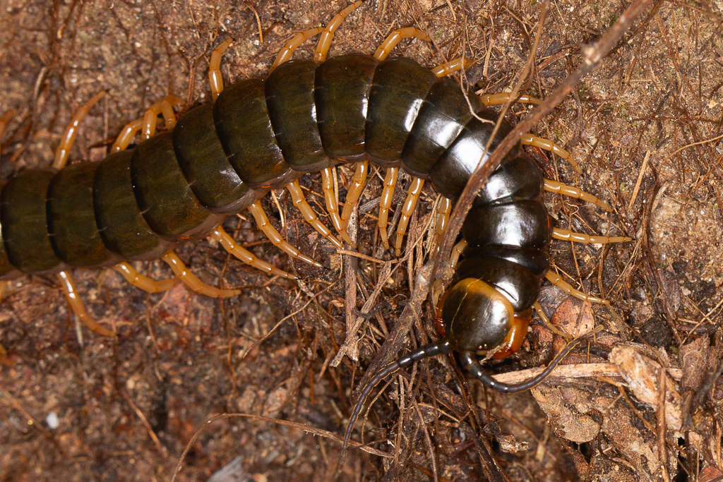 Scolopendra hermosa from Sandoval 17000, Peru on November 24, 2023 at ...