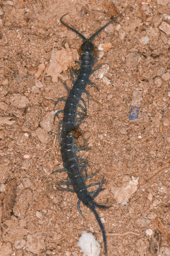Scolopendra aztecorum from San Quintín, B.C., Mexico on November 21 ...