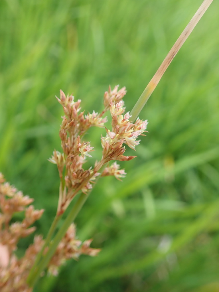 Broom Rush from Foxton, New Zealand on November 28, 2023 at 10:57 AM by Arnim Littek. Almost the ...