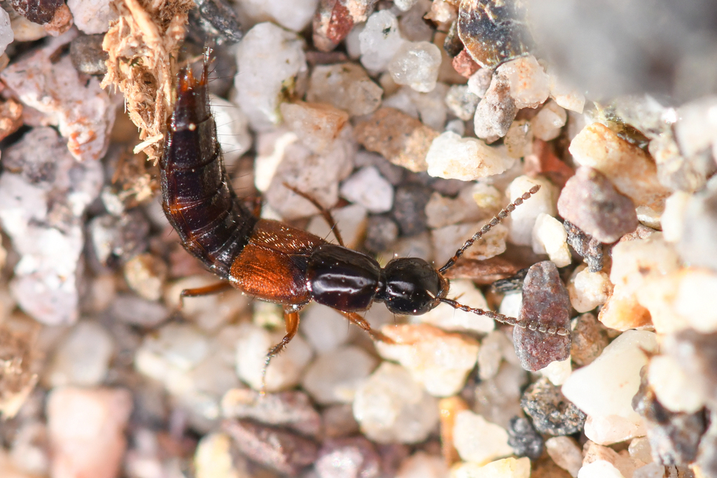 Philonthina from San Quintín, B.C., Mexico on November 21, 2023 at 02: ...