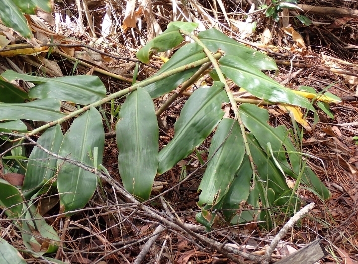 Kahili ginger from Valla NSW 2448, Australia on November 24, 2023 at 11:20 PM by Jo · iNaturalist