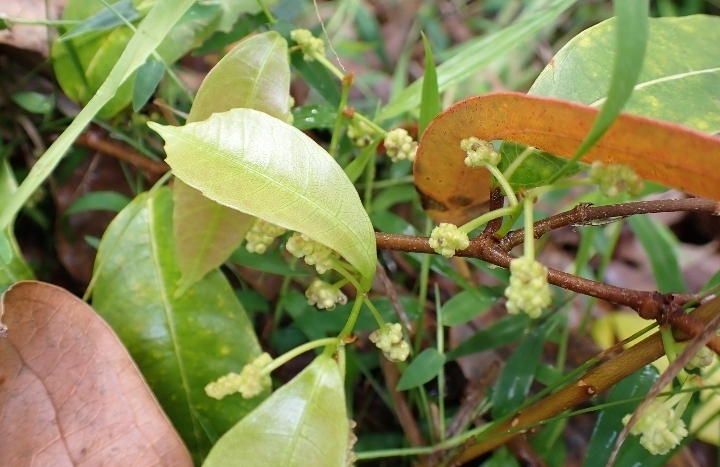 Burnie Vine from Valla NSW 2448, Australia on November 24, 2023 at 11:18 PM by Jo · iNaturalist