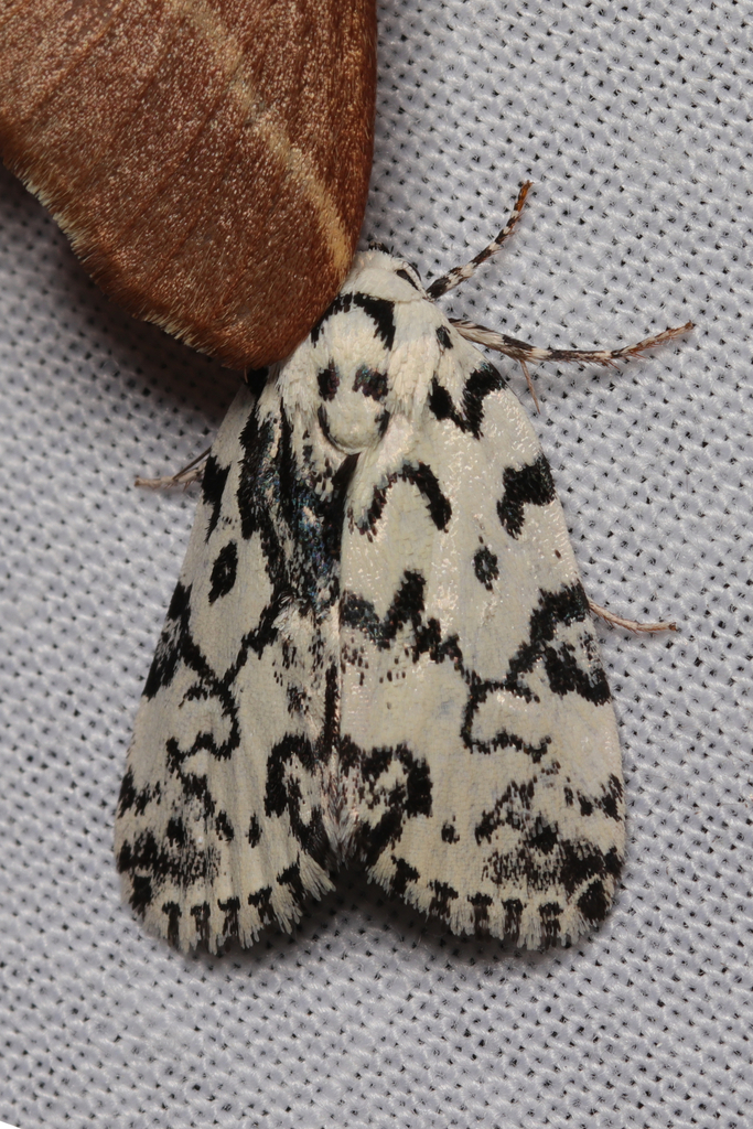 Hebrew Moth from Cunningham Falls State Park, Frederick County, MD on ...