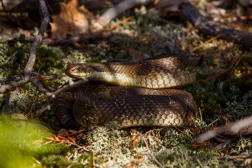 Eastern Hognose Snake in May 2017 by Jakob Mueller. Observed on the ...