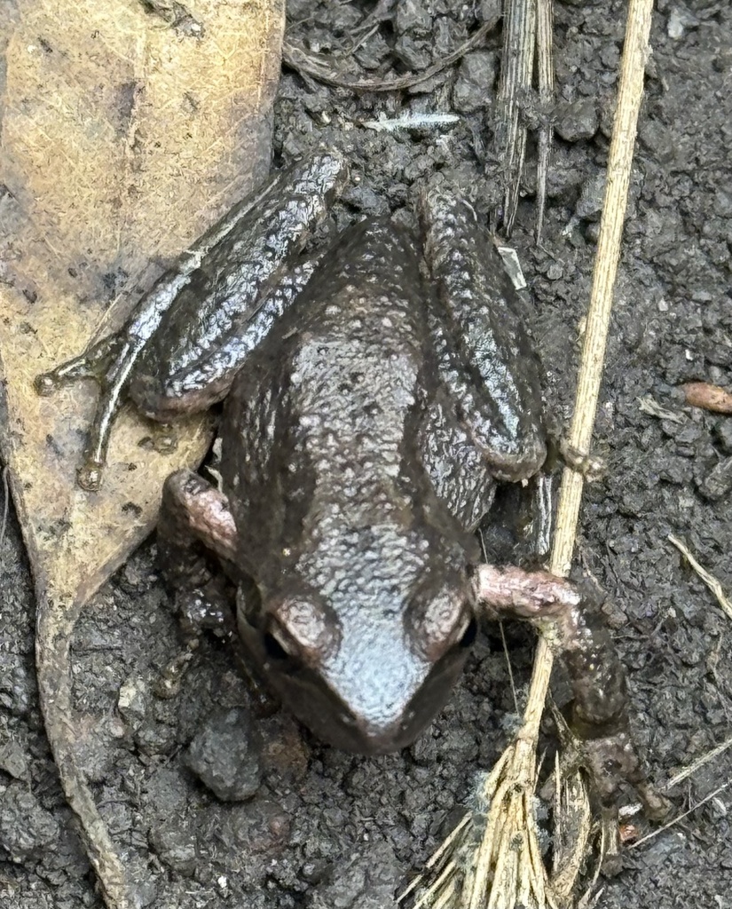 Sierran Tree Frog from Ulistac Natural Area, Santa Clara, CA, US on ...