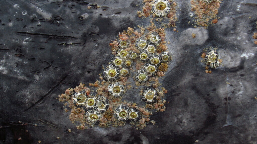 Cyamus eschrichtii in April 2022 by Mieke A Lee. Gray Whale, duplicated ...