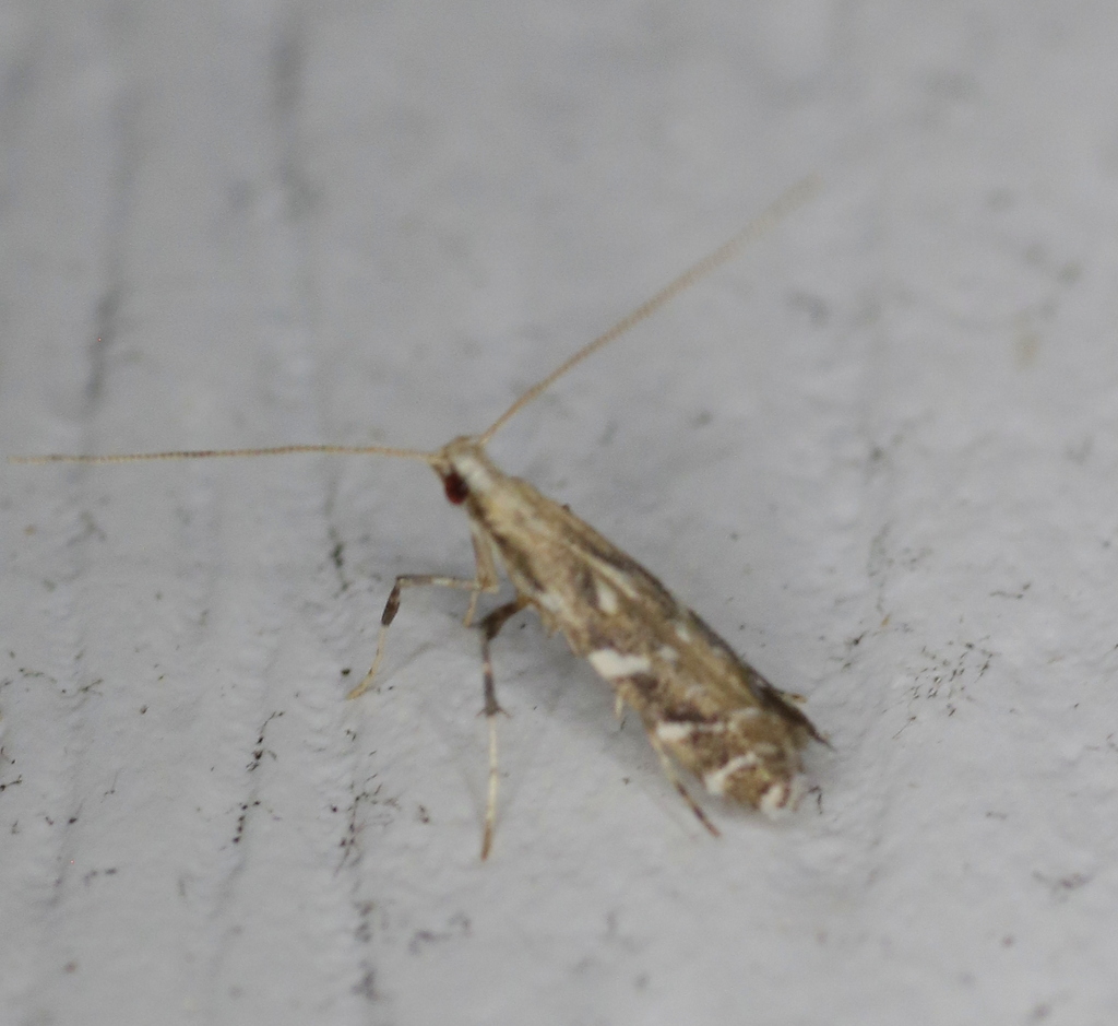 Aster Tentiform Blotchminer from Maison Saint-Augustin on July 31, 2023 ...