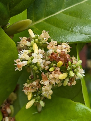 Malanea glabra · NaturaLista Colombia
