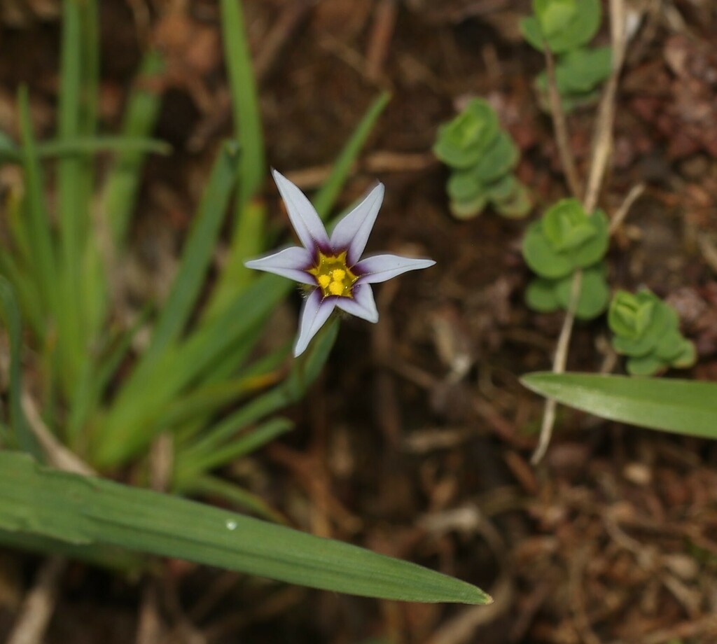 Blue Pigroot from Deer Vale NSW 2453, Australia on November 26, 2023 at ...