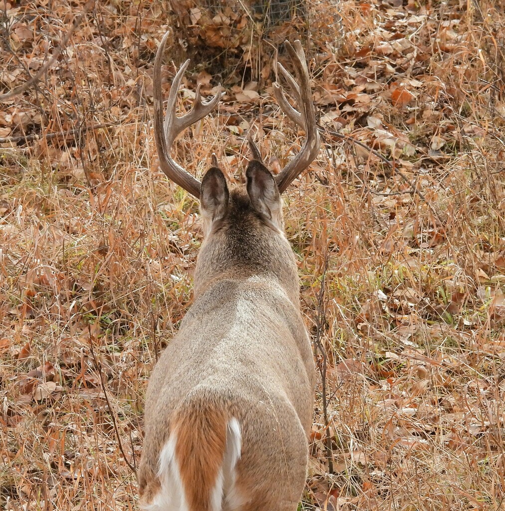 White-tailed Deer from Southeast Calgary, Calgary, AB, Canada on ...