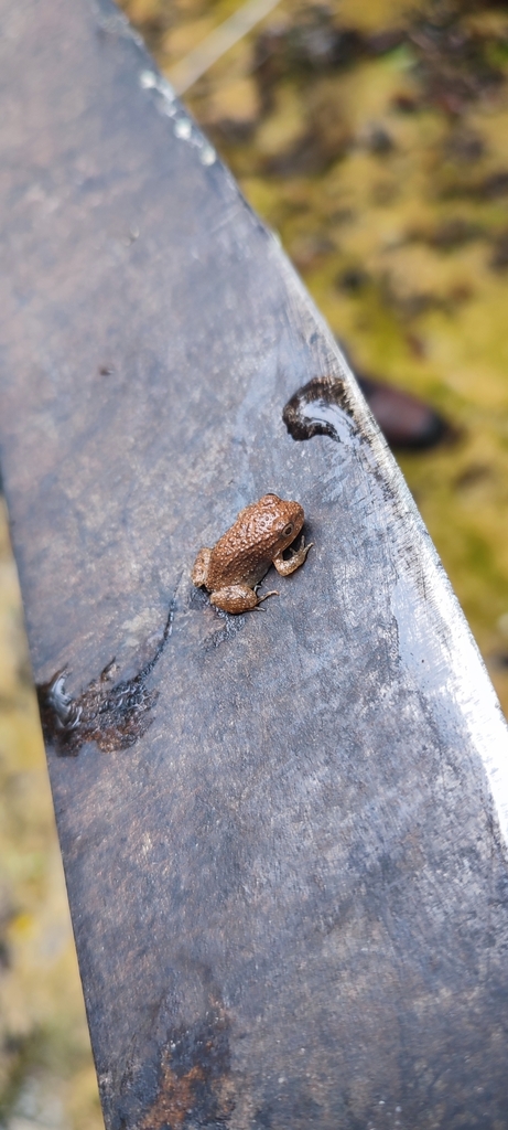 Frogs and Toads from Porongo, Bolivia on November 27, 2023 at 02:00 PM ...