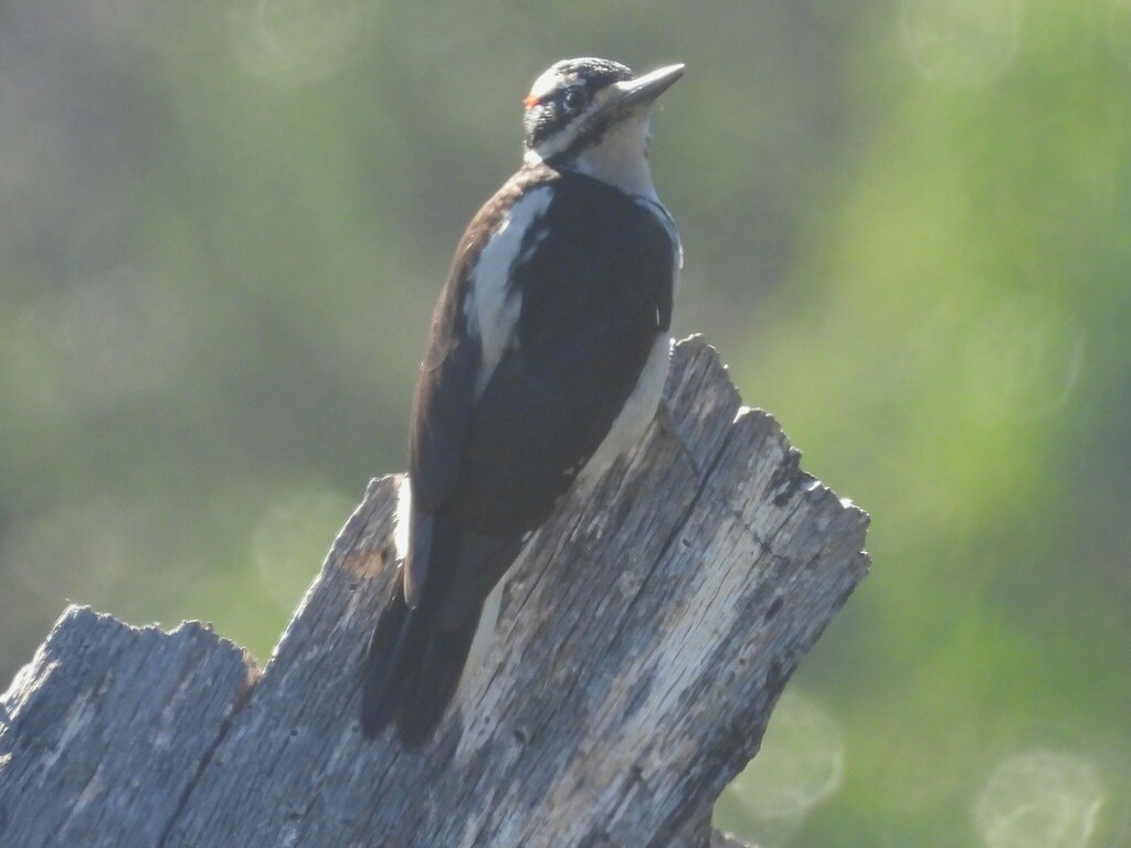 Hairy Woodpecker from Alex Forman Trail, California 94930, USA on ...