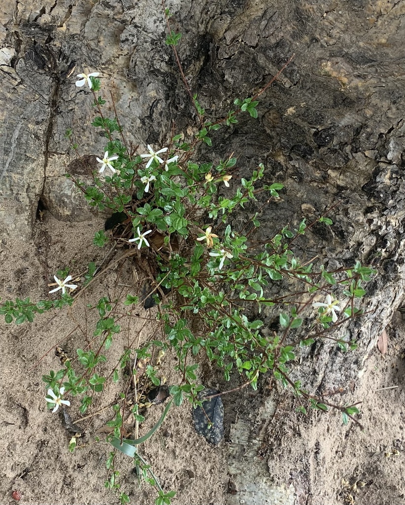 Small-leaf White Raisin from Kavango East, NA on November 16, 2023 at ...