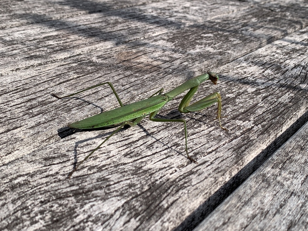 Narrow-winged Mantis from 県道77号, Yakushima, Kumage-Gun, Kagoshima, JP ...