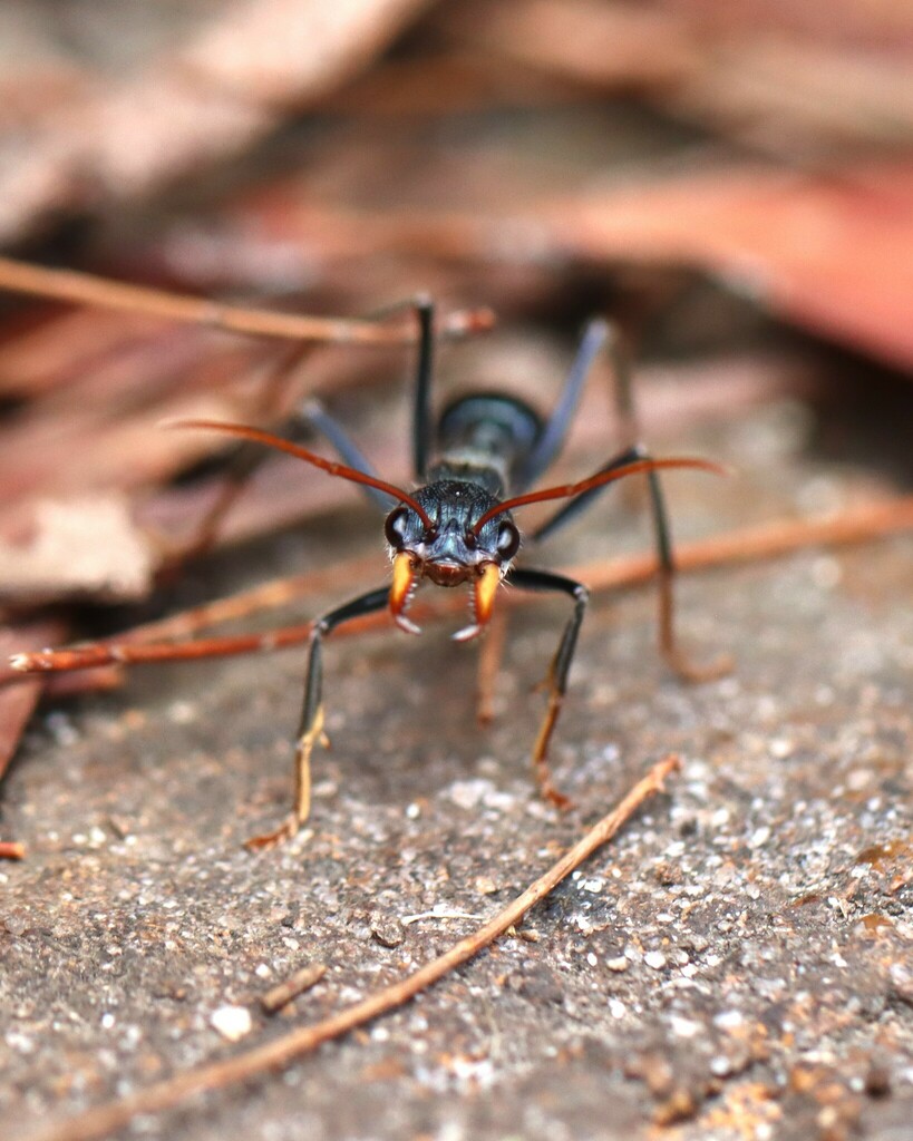 Australian Jumper Ant from Blue Mountains Nat'l Park NSW 2787 ...