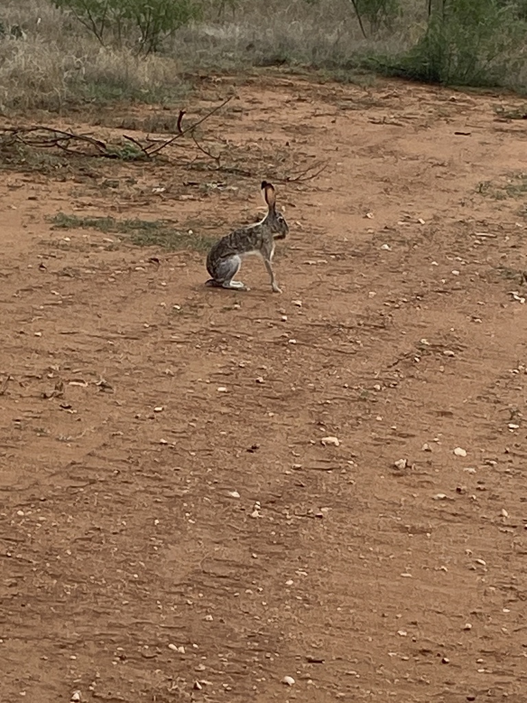 Black-tailed Jackrabbit from Mason County, US-TX, US on October 21 ...