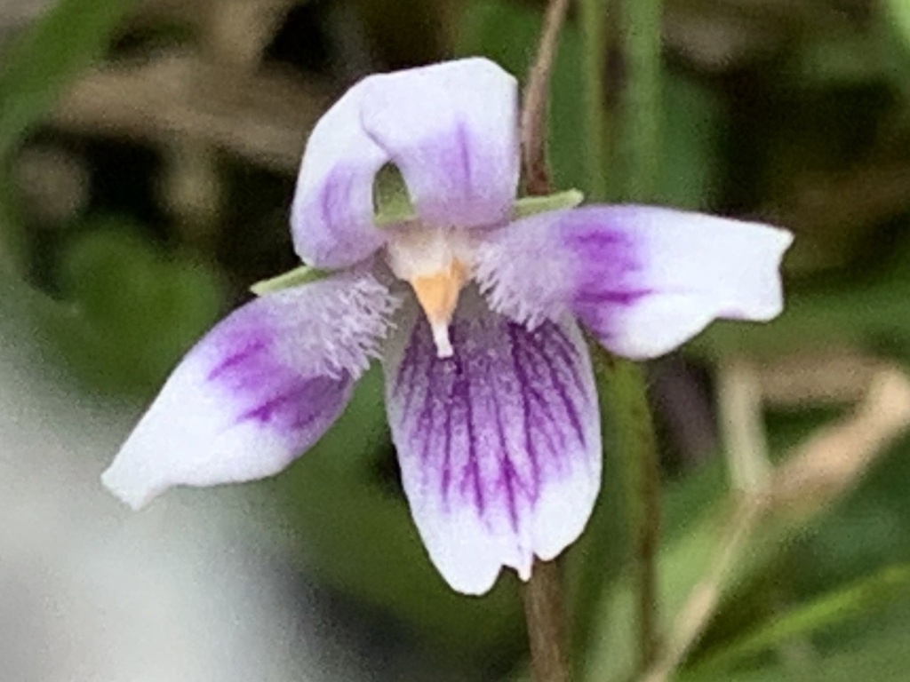 Ivy Leaved Violet from Melbourne VIC, Australia on November 28, 2023 at ...
