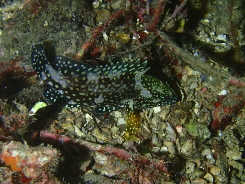 Specklefin Grouper from Bitung, Sulawesi Utara, Indonesia on November 2 ...