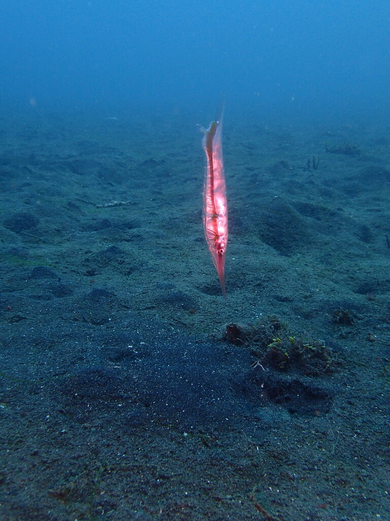 Smooth Razorfish from Bitung, Sulawesi Utara, Indonesia on November 3 ...