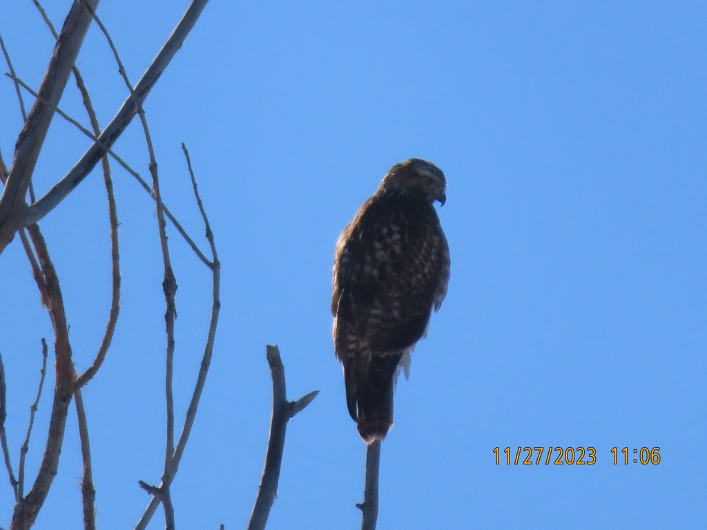 Red-tailed Hawk from Boulder County, CO on November 27, 2023 at 11:06 ...