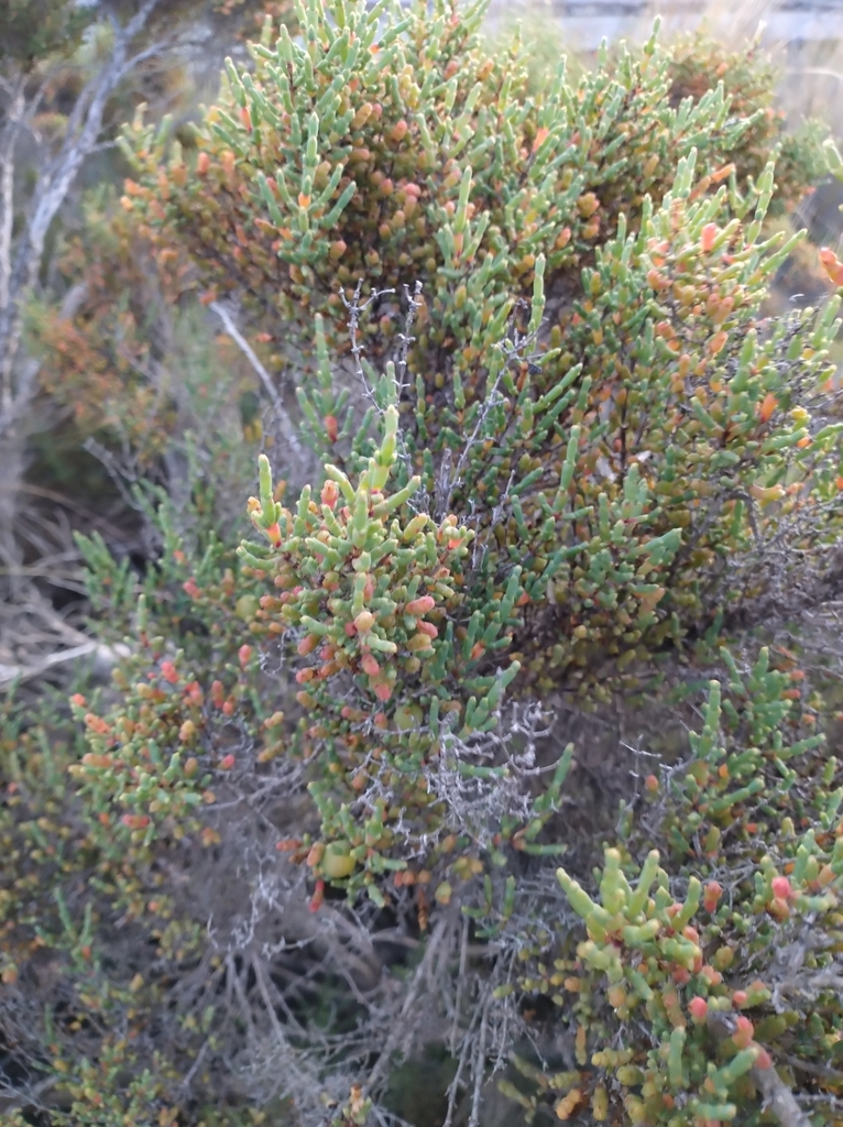 Shrubby Glasswort from 885P+J9 Toora Bird hide, Toora VIC 3962 ...