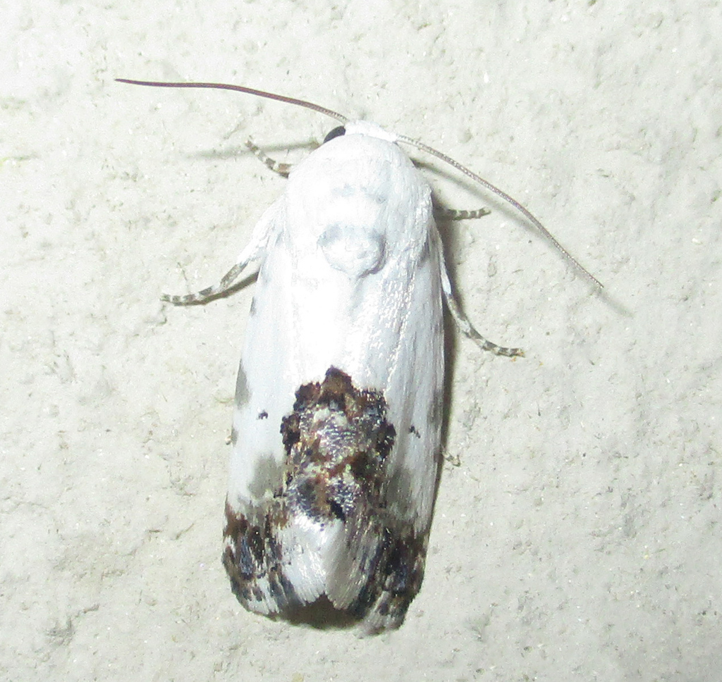 Poop Droplet from Serowe Botswana on November 26, 2023 by Botswanabugs ...