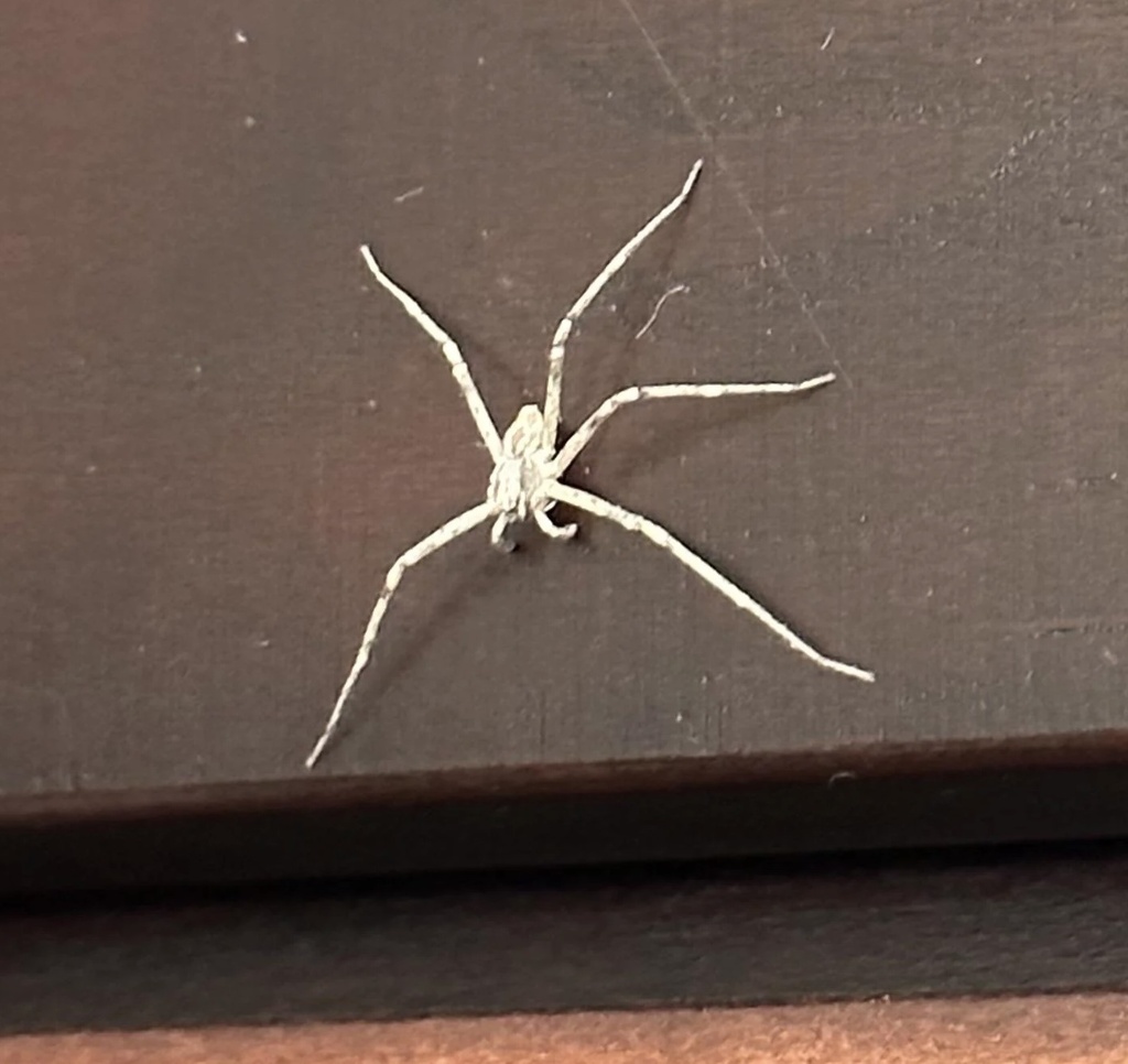 Turf Running Spider from S Western Ave, Los Angeles, CA, US on November ...