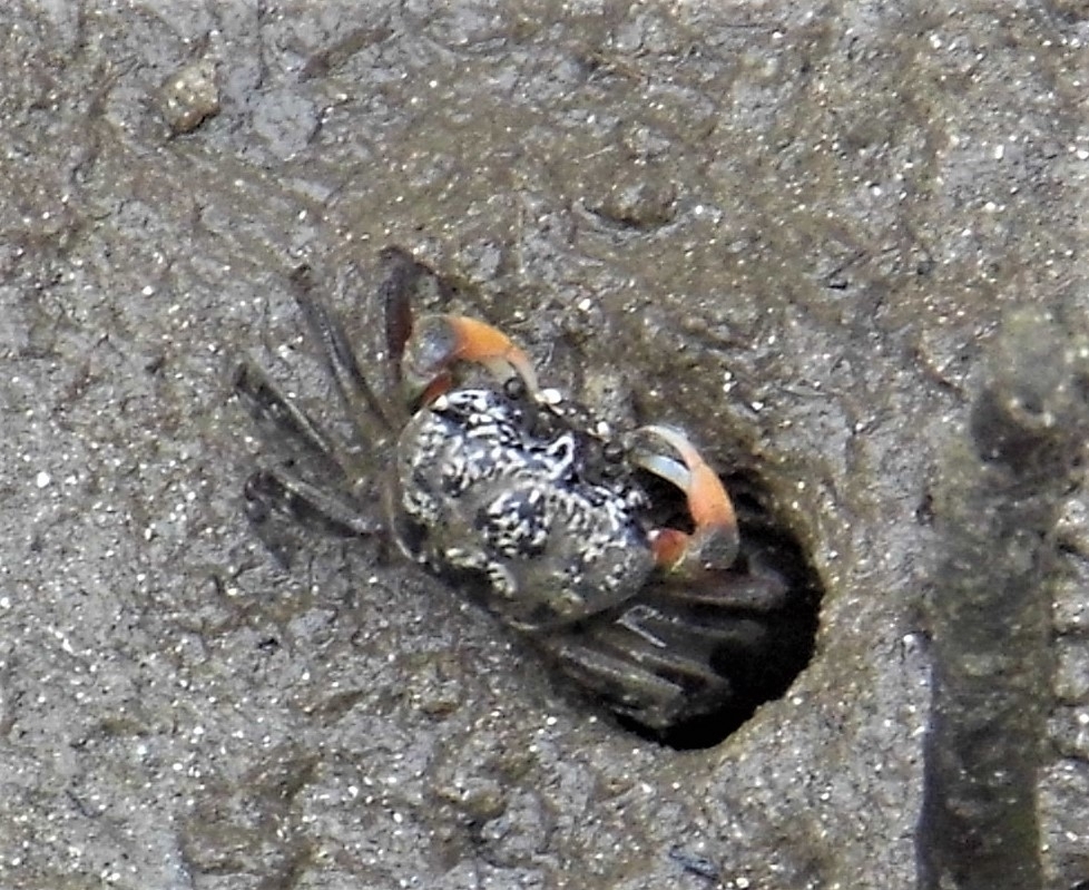 Semaphore Crab from Coffs Harbour NSW 2450, Australia on November 25 ...