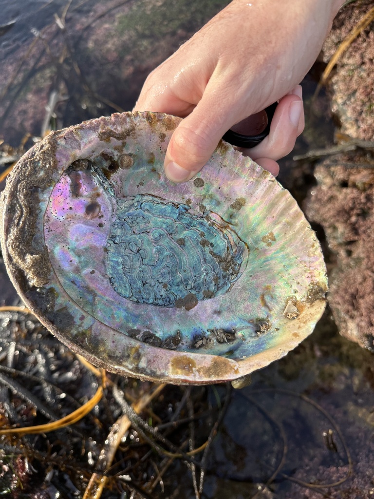 Abalones from North Pacific Ocean, CA, US on November 27, 2023 at 02:58 ...