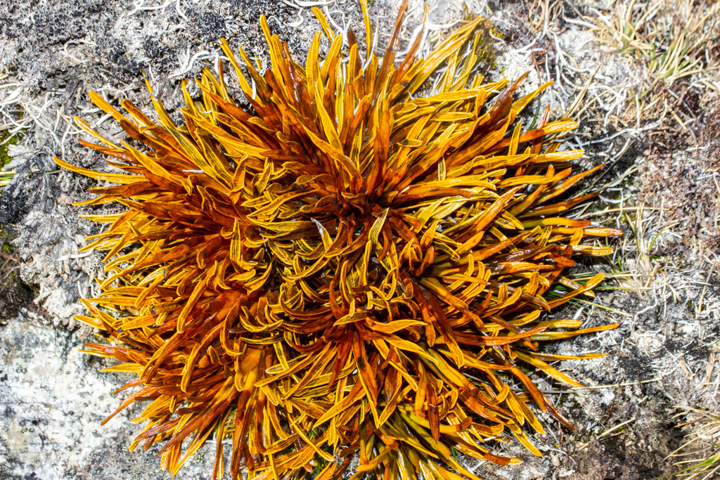 Aciphylla simplex from Jacks Point 9371, New Zealand on November 20 ...
