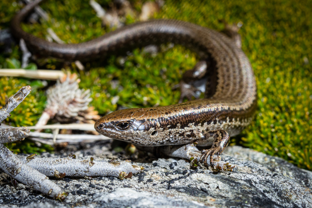 New Zealand skinks from Jacks Point 9371, New Zealand on November 20 ...