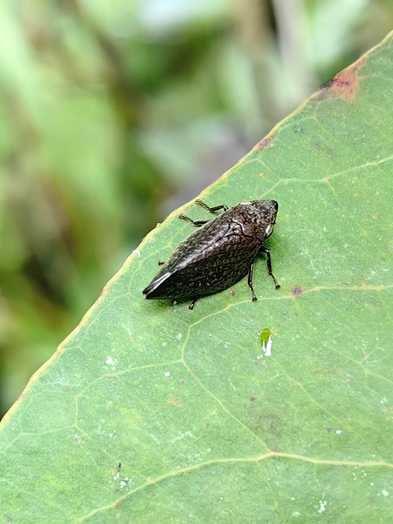 True Spittlebugs from Sabah, 马来西亚 on July 14, 2023 at 10:51 AM by ...