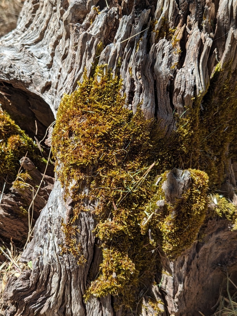 Bronze Moss from Adelaide SA, Australia on November 27, 2023 at 02:18 ...